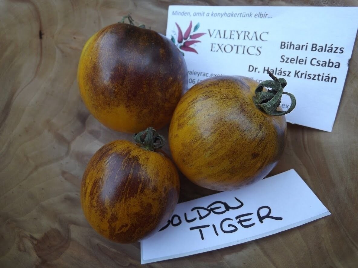 Arany tigris / Golden Tiger PARADICSOM (5+) magok - LÁTVÁNYOS RITKASÁG ...