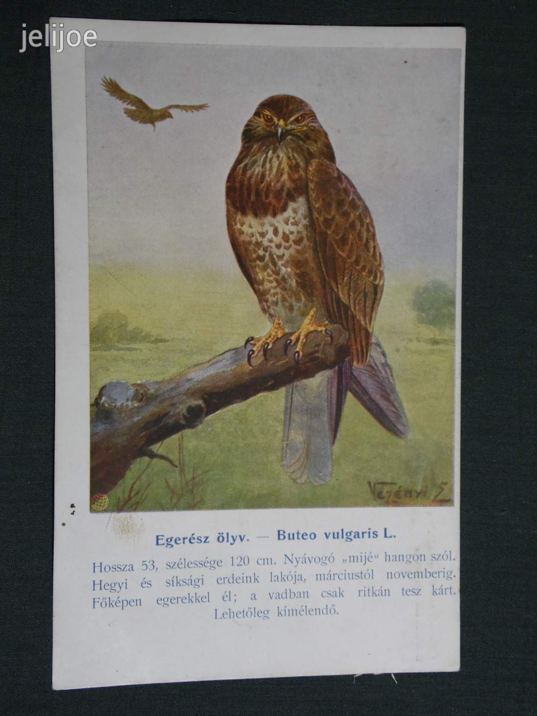 Képeslap,Földrajzi i. kiadás,állatkert sorozat,madár,Egerész ölyv ...