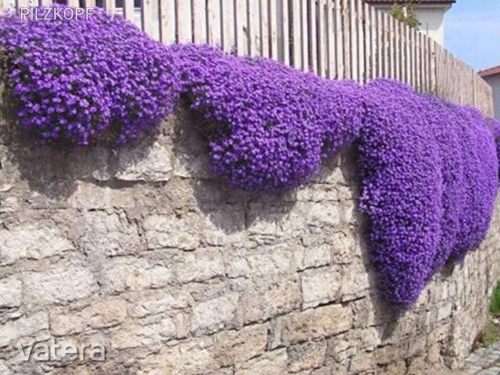 PÁZSITVIOLA ((Aubrieta),ÉVELŐ SZIKLAKERTI VIRÁG MAGOK!15DB MAG