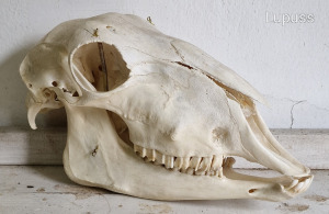 JUH, BIRKA FEJ PREPARÁTUM, MODELL, 2 RÉSZES - ISKOLAI SZEMLÉLTETŐ ...