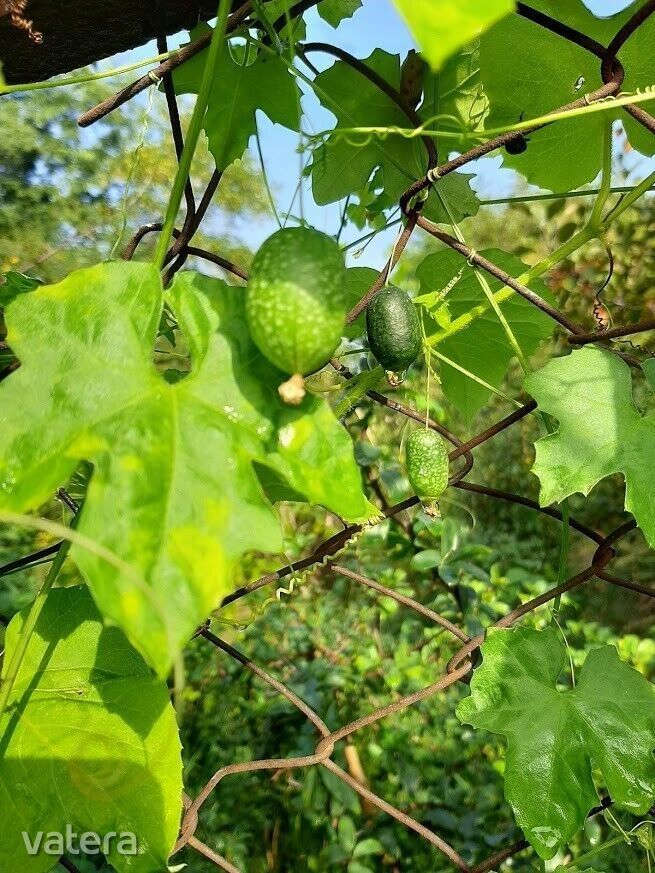 PEPINILLO - Melothria guadalupensis - (10+) magok - EGZOTIKUS ...